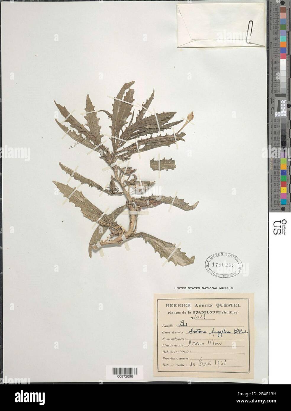 Hippobroma longiflora l g don hi-res stock photography and images - Alamy