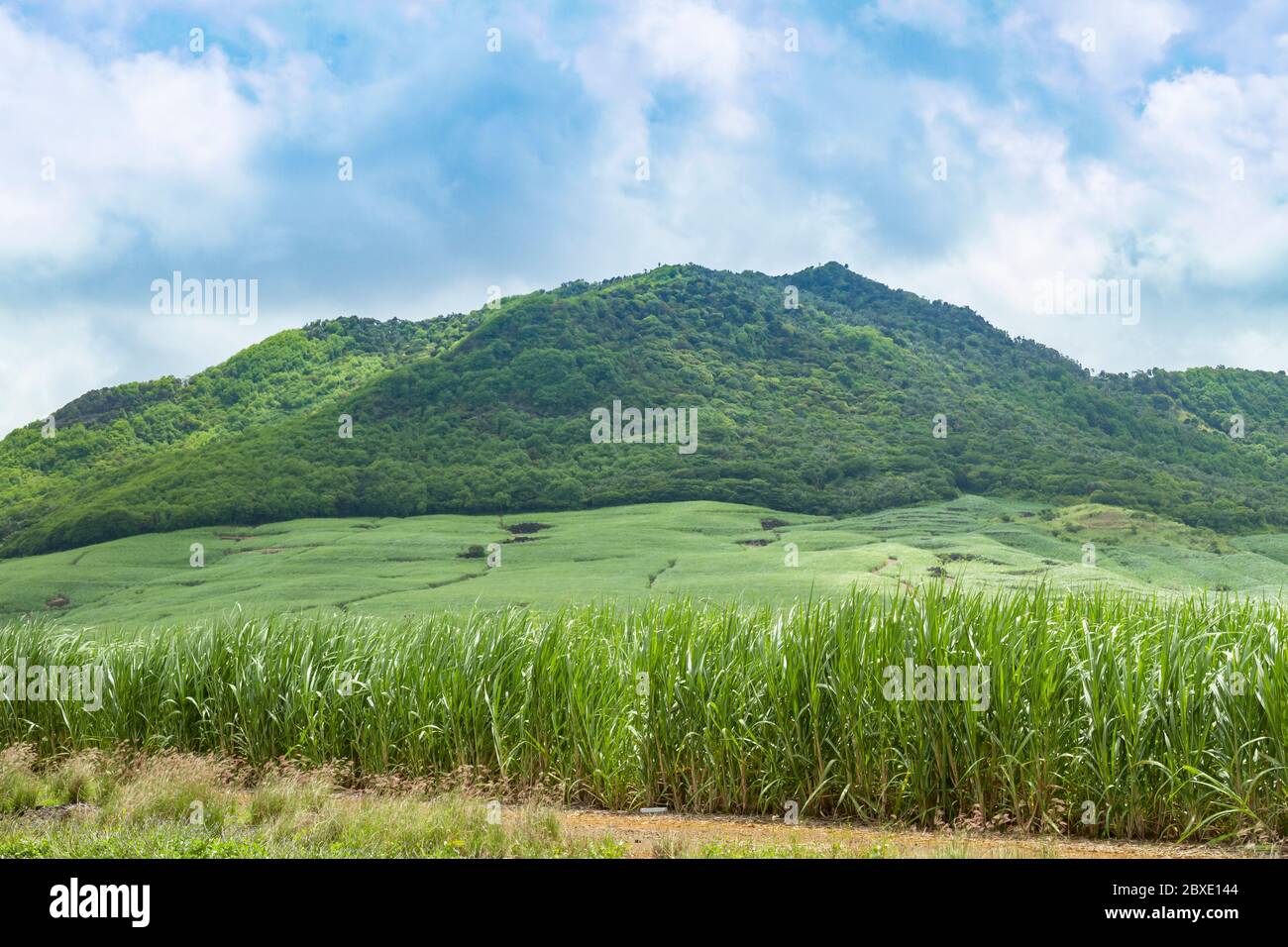 sugarcane plants on the island of Mauritius Stock Photo - Alamy