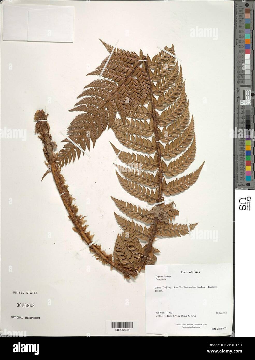 Dryopteris sp hi-res stock photography and images - Alamy