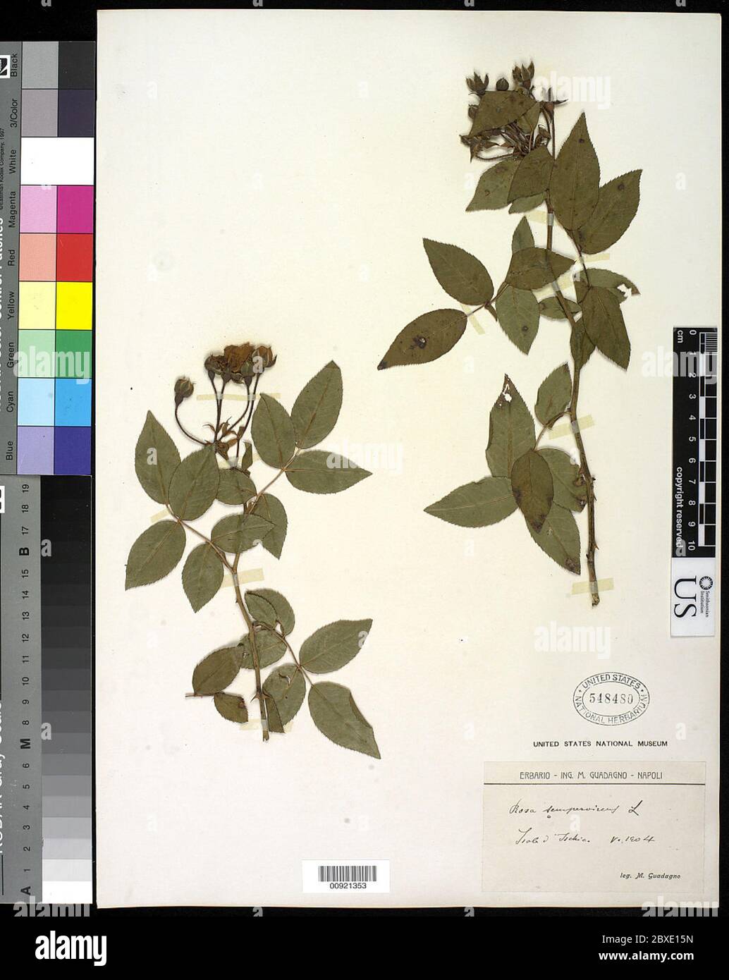Rosa sempervirens hi-res stock photography and images - Alamy