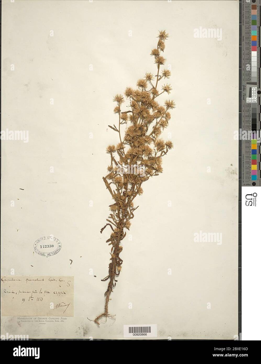 Inula graveolens hi-res stock photography and images - Alamy