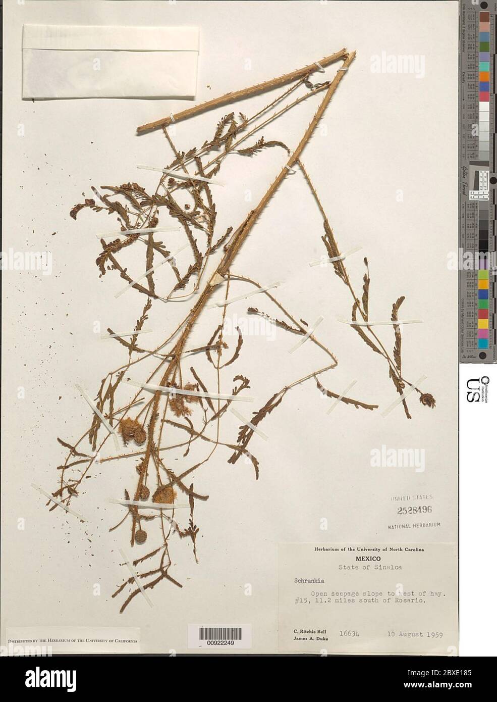 Schrankia hi-res stock photography and images - Alamy