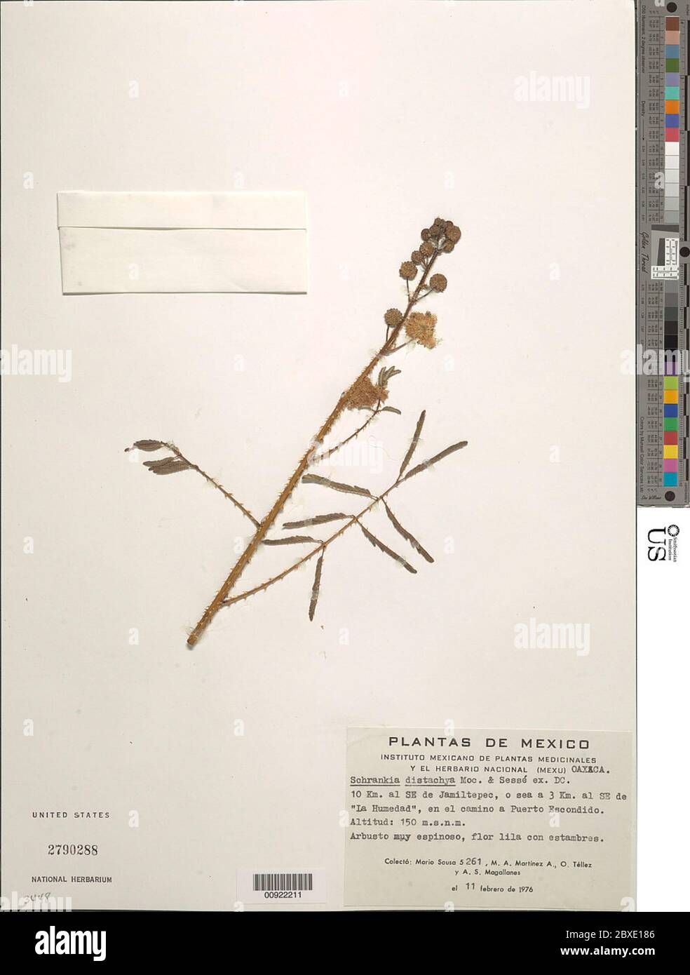 Schrankia distachya Moc Sess ex DC Schrankia distachya Moc Sess ex DC ...