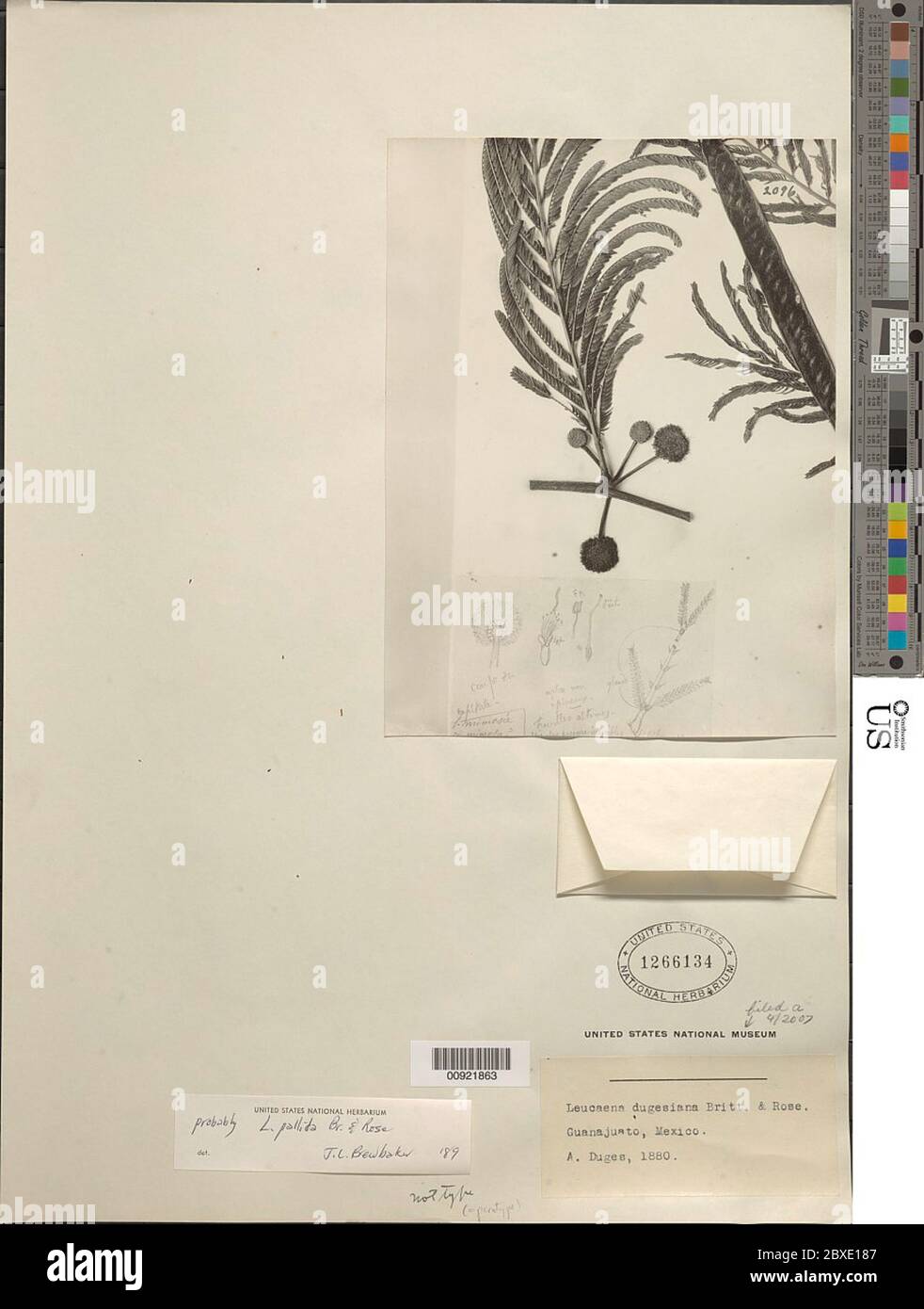 Leucaena dugesiana Britton Rose Leucaena dugesiana Britton Rose Stock ...