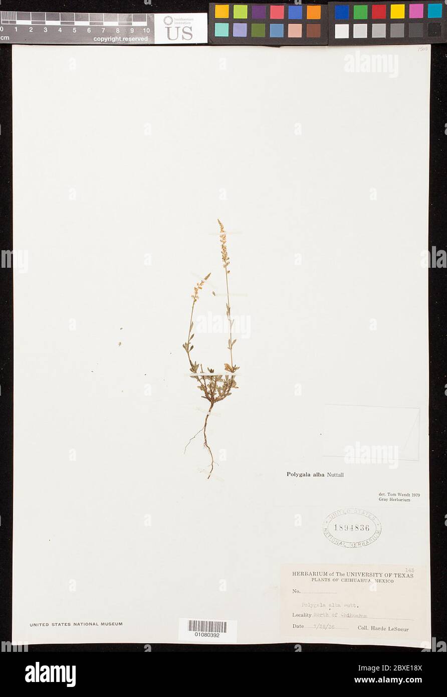 Polygala alba Nutt Polygala alba Nutt Stock Photo - Alamy
