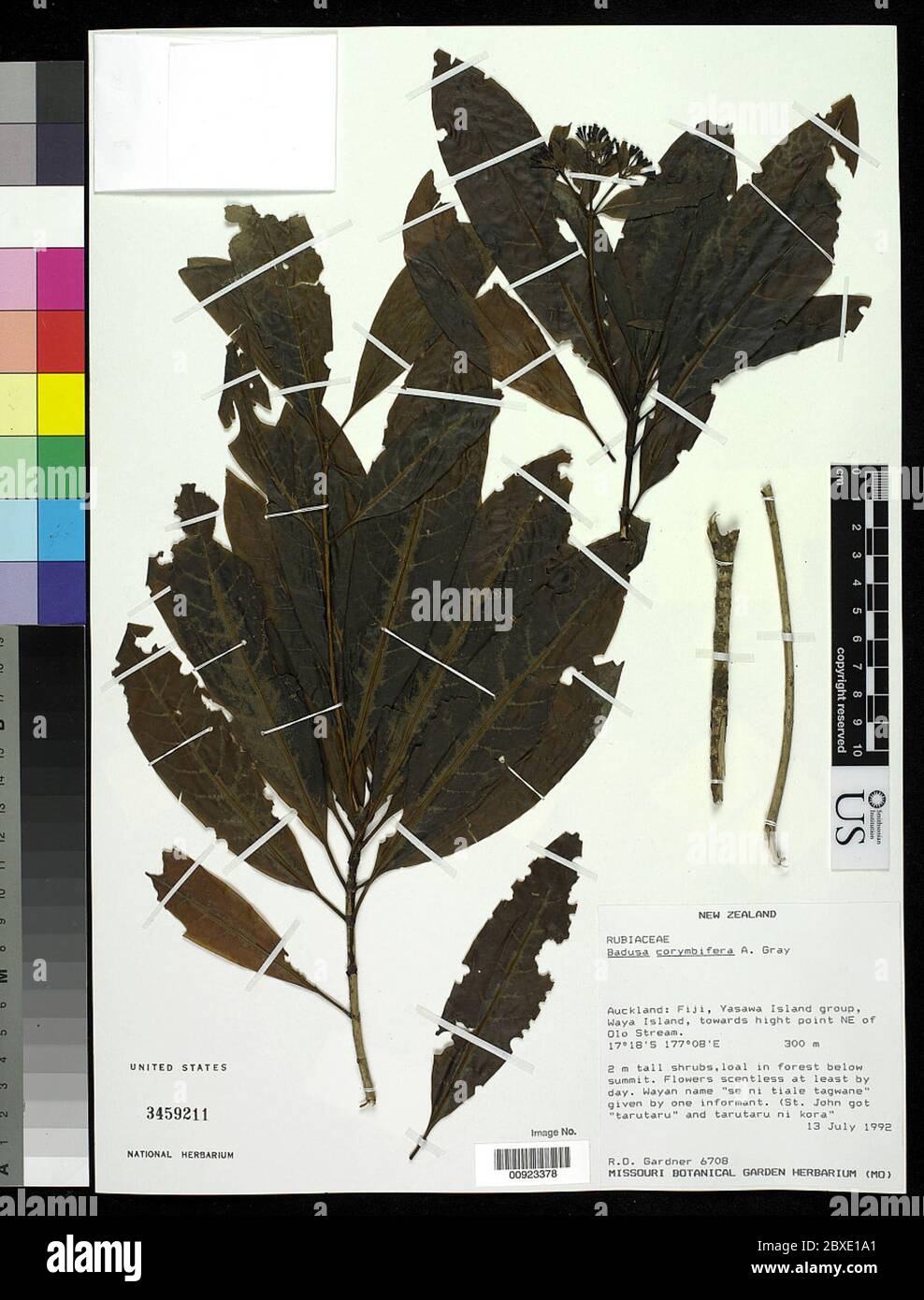 Badusa corymbifera G Forst A Gray Badusa corymbifera G Forst A Gray ...