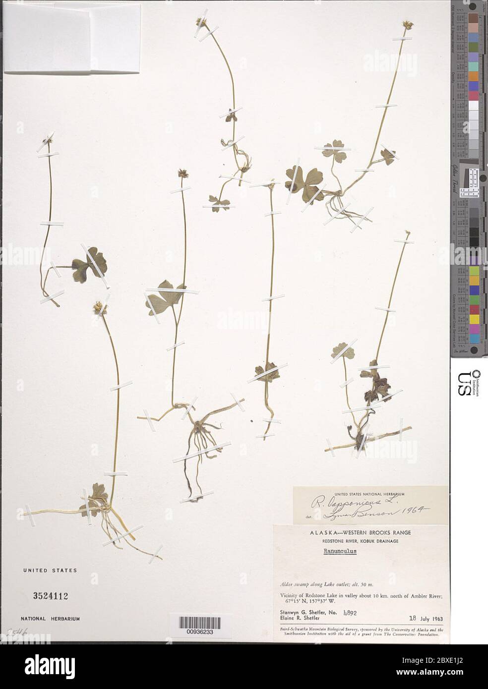 Ranunculus lapponicus L Ranunculus lapponicus L Stock Photo - Alamy