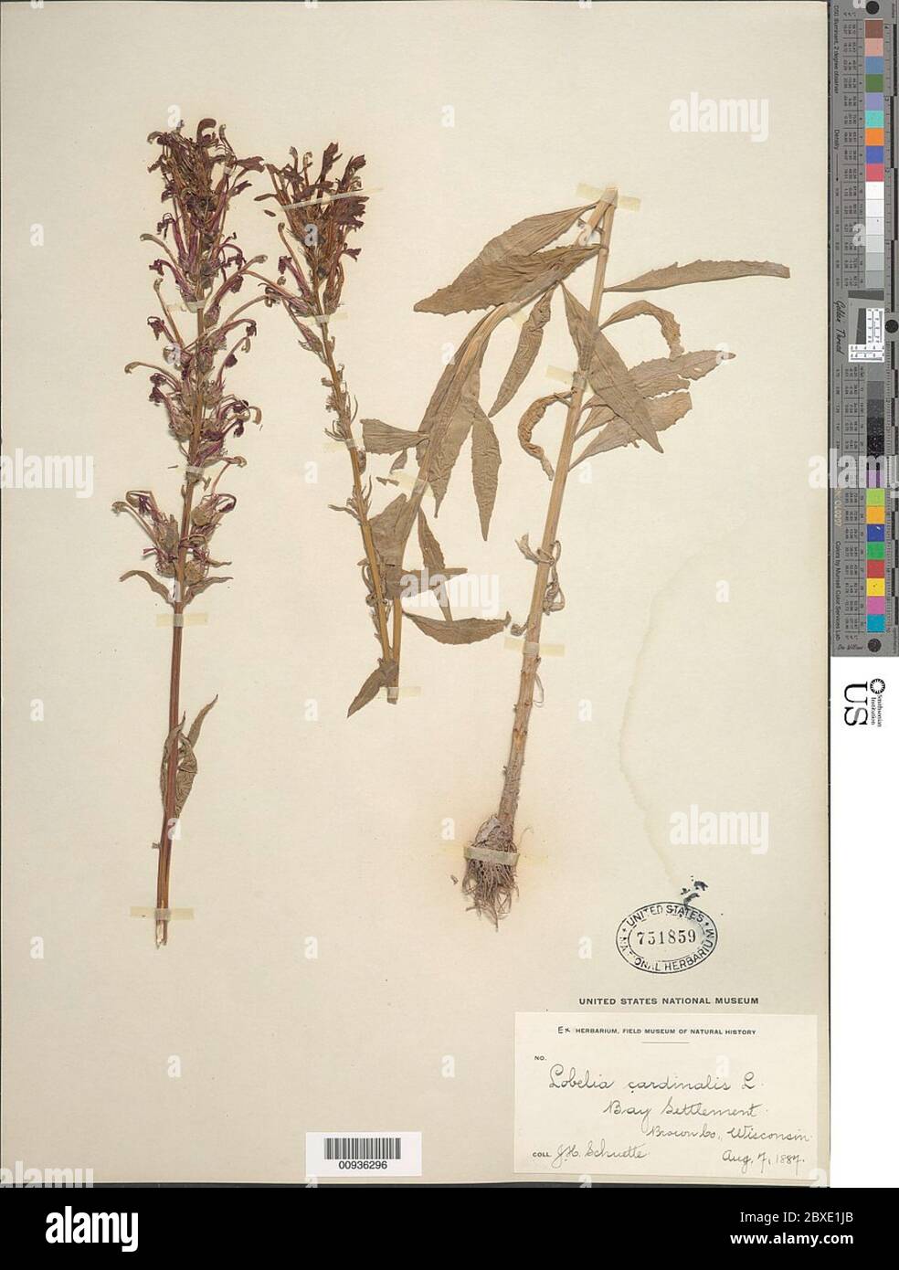 Lobelia cardinalis L Lobelia cardinalis L Stock Photo - Alamy