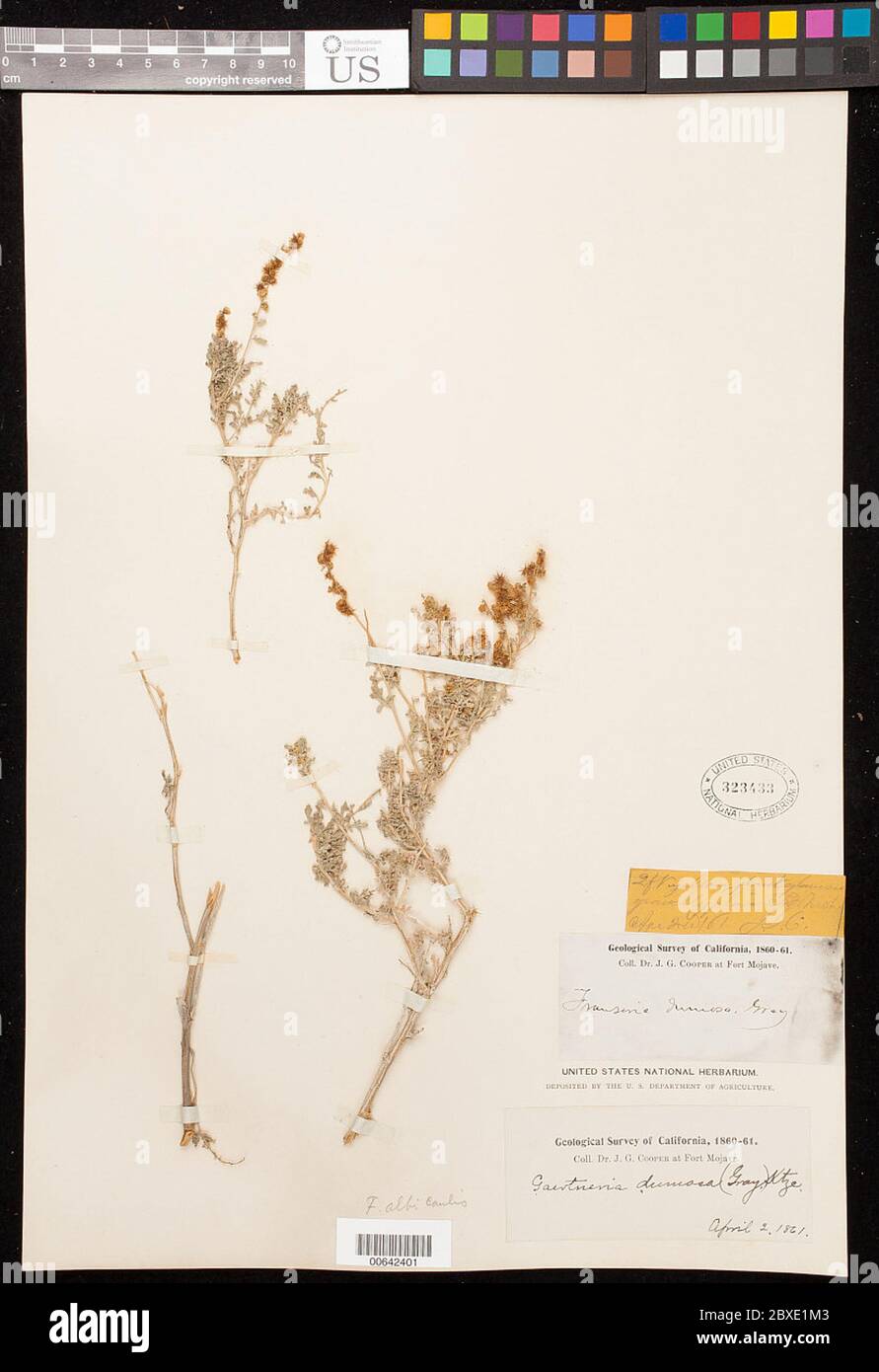 Dumosa hi-res stock photography and images - Alamy