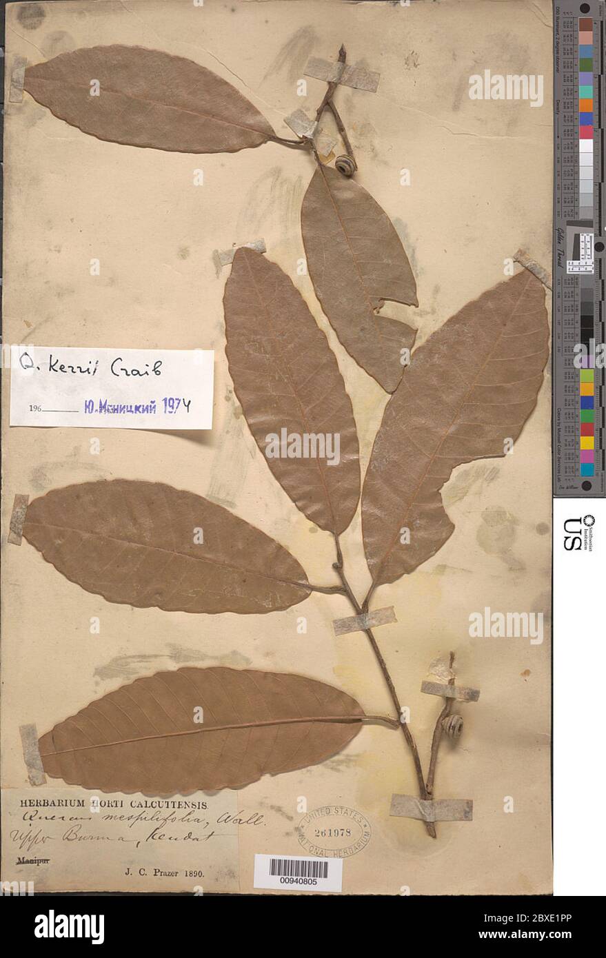 Quercus kerrii Craib Quercus kerrii Craib Stock Photo - Alamy