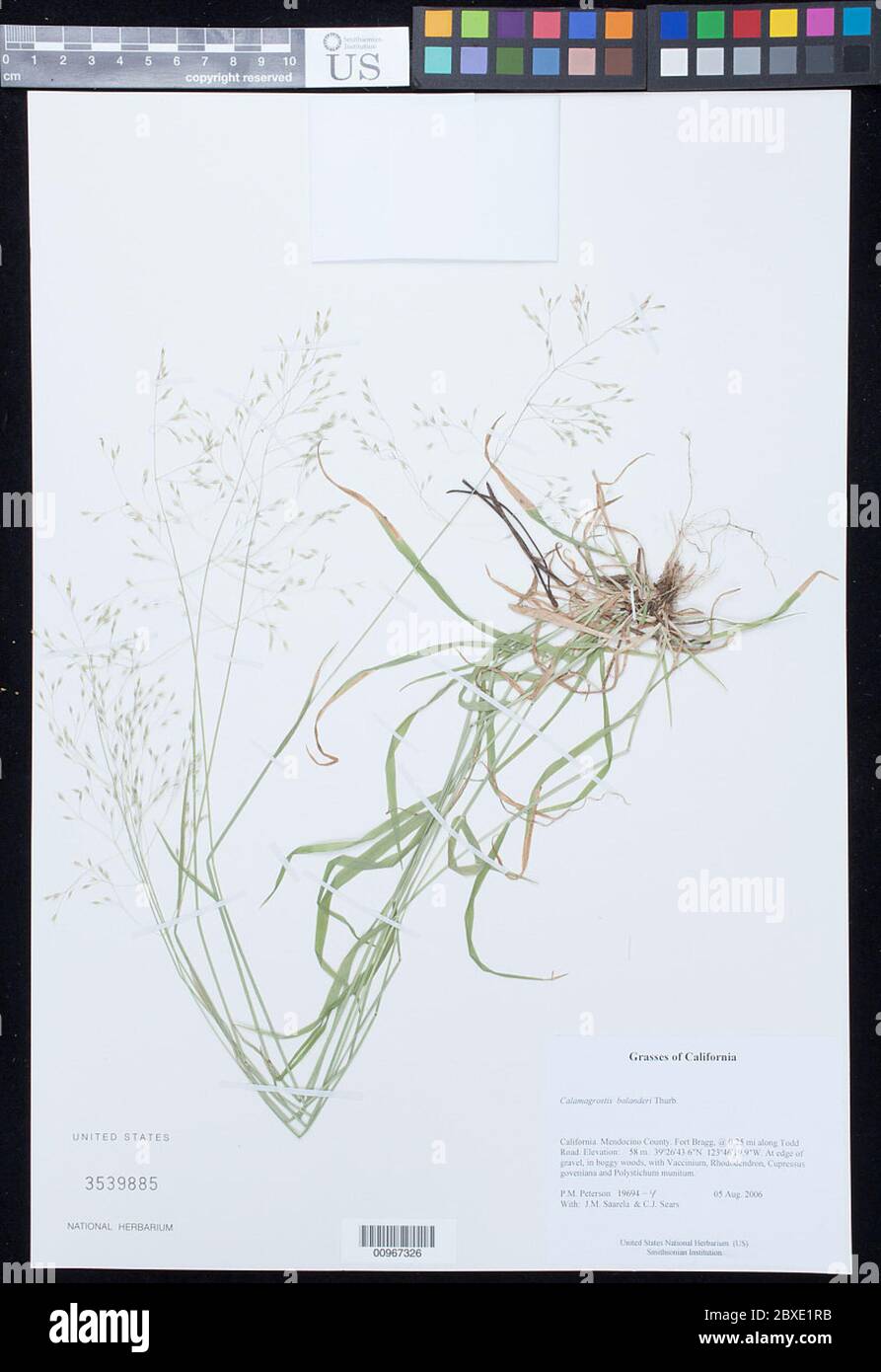 Calamagrostis bolanderi Thurb Calamagrostis bolanderi Thurb Stock Photo ...