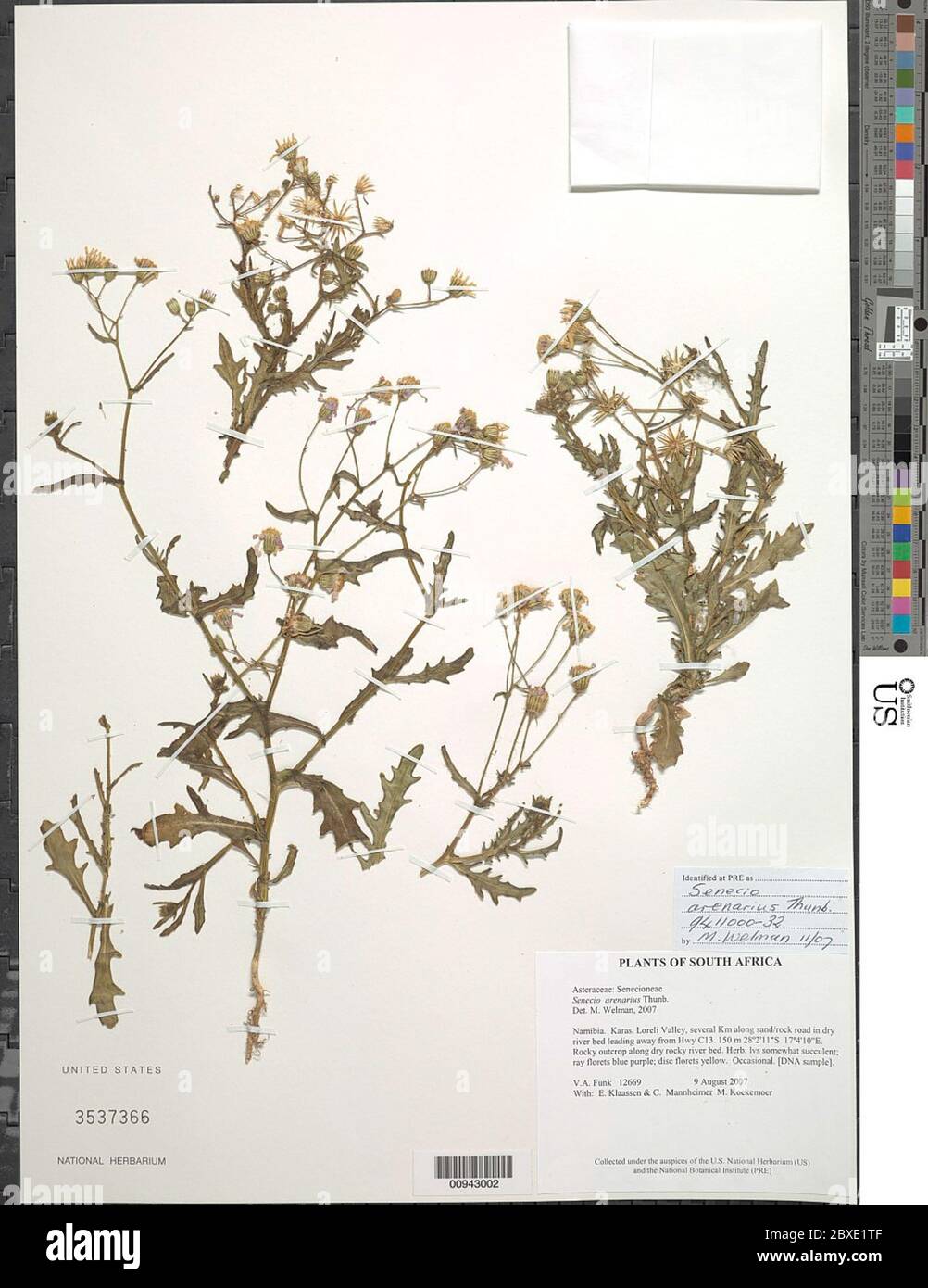 Senecio arenarius hi-res stock photography and images - Alamy