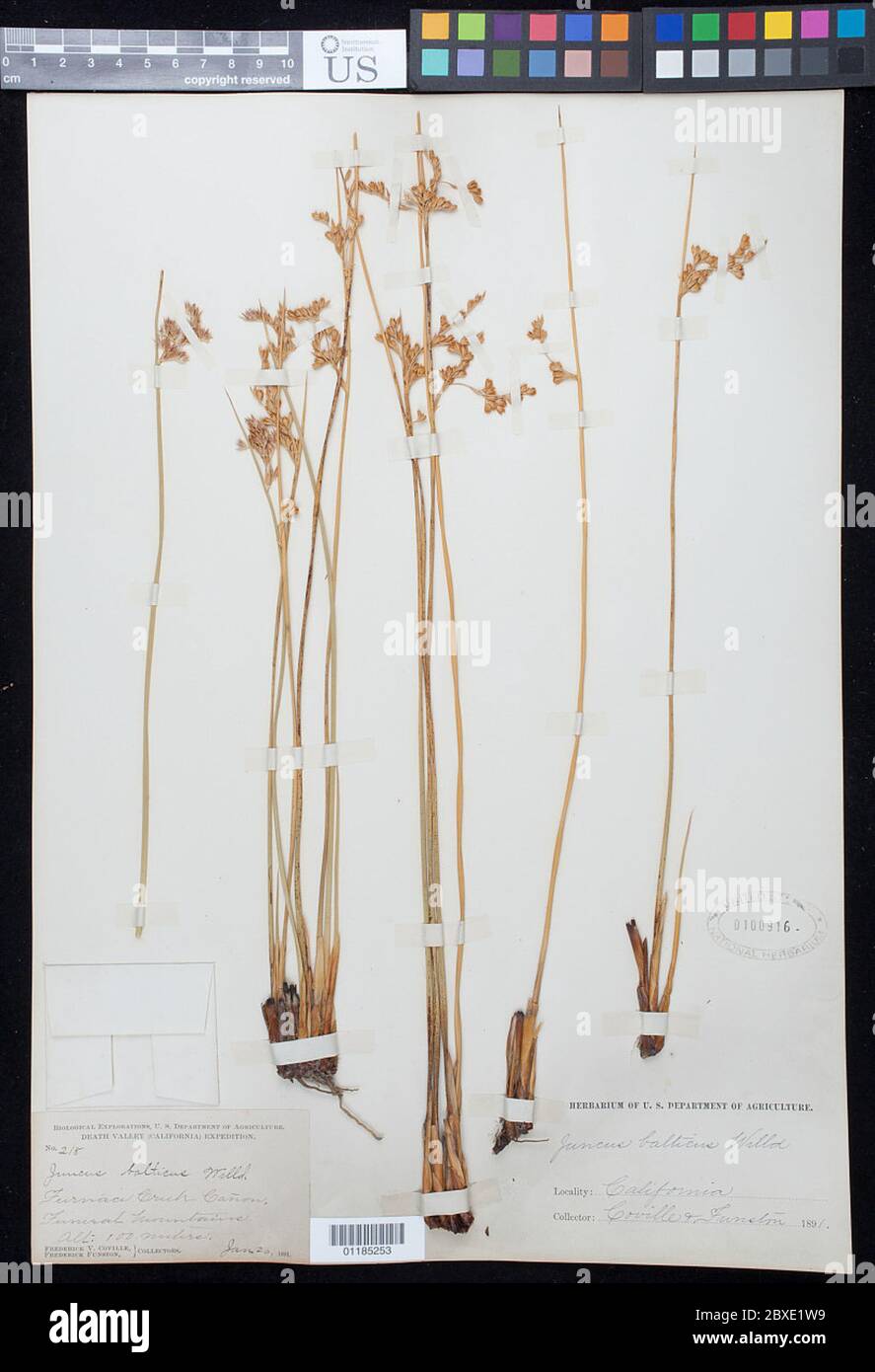 Juncus balticus Willd Juncus balticus Willd Stock Photo - Alamy