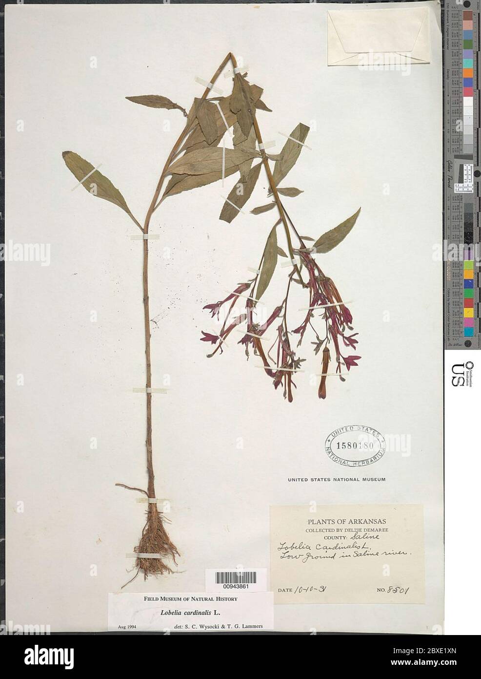 Lobelia cardinalis L Lobelia cardinalis L Stock Photo - Alamy