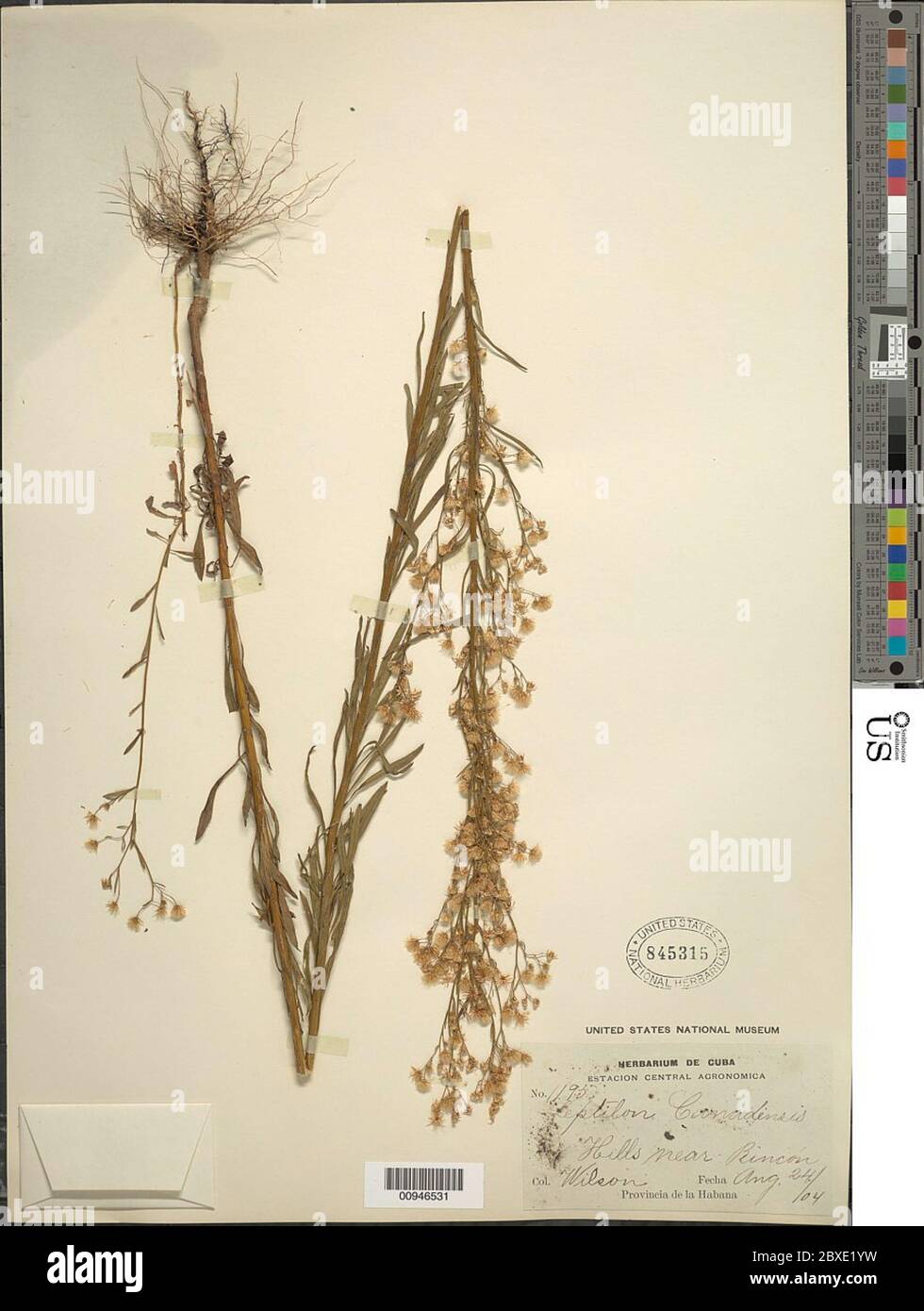 Inflorescence canadian horseweed conyza hi-res stock photography and ...