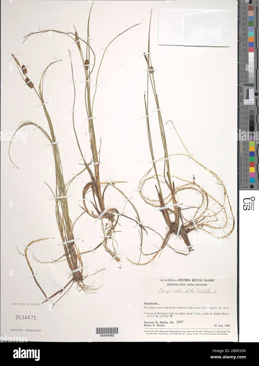 Carex rotundata Wahlenb Carex rotundata Wahlenb Stock Photo - Alamy