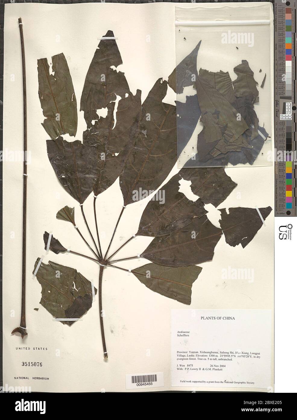 Schefflera schefflera sp hi-res stock photography and images - Alamy