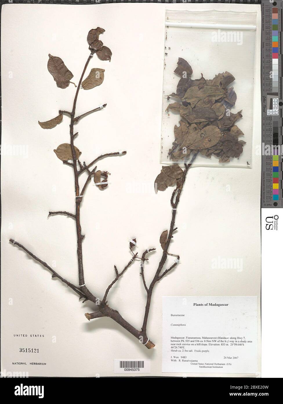 Commiphora sp Commiphora sp Stock Photo - Alamy