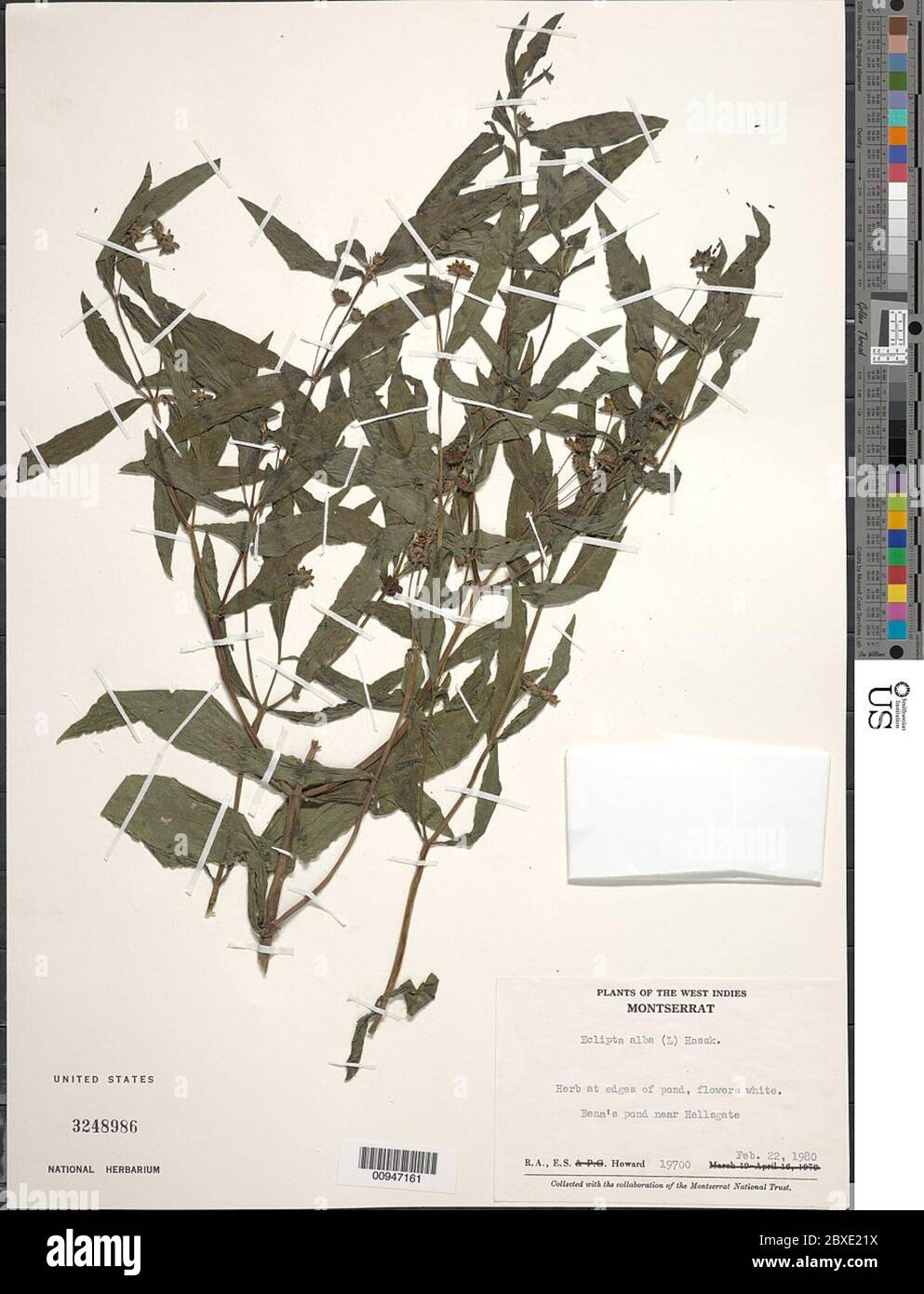 Eclipta alba L Hassk Eclipta alba L Hassk Stock Photo - Alamy