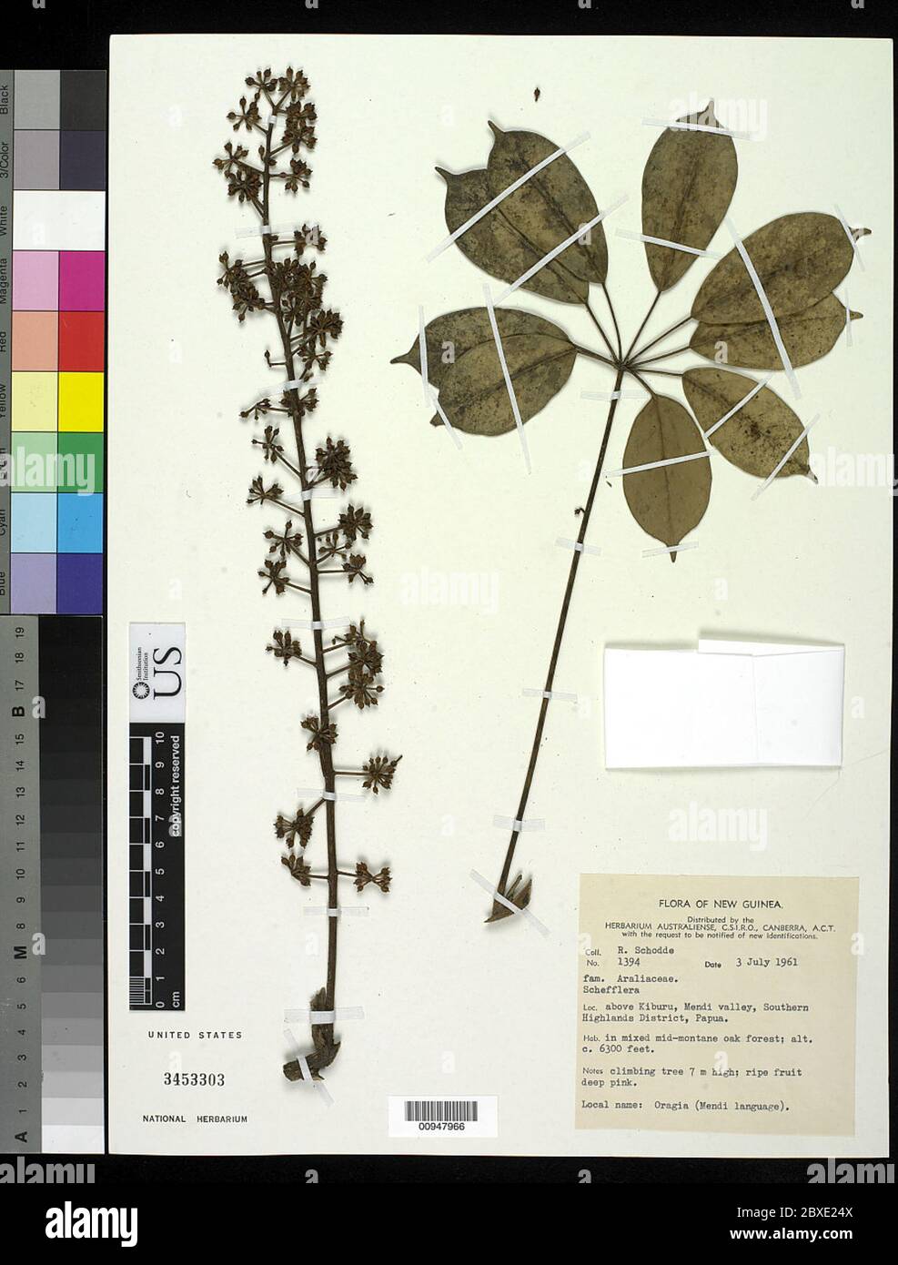 Schefflera sp Schefflera sp Stock Photo - Alamy