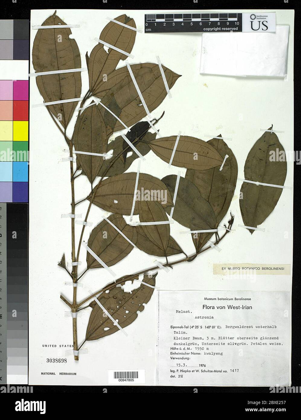 Astronia sp Astronia sp Stock Photo - Alamy