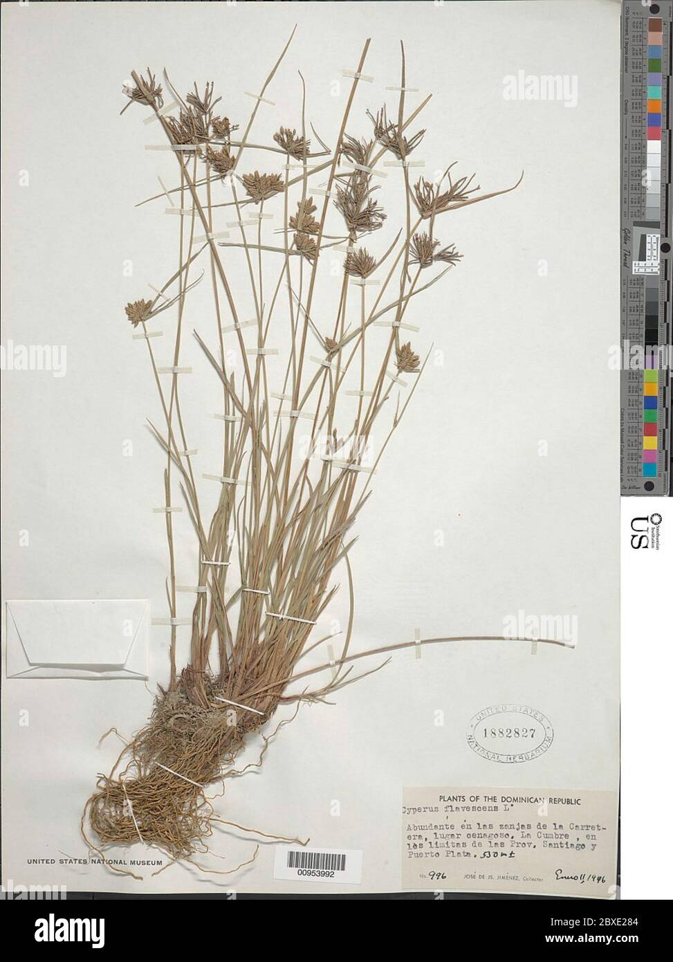 Cyperus flavescens hi-res stock photography and images - Alamy
