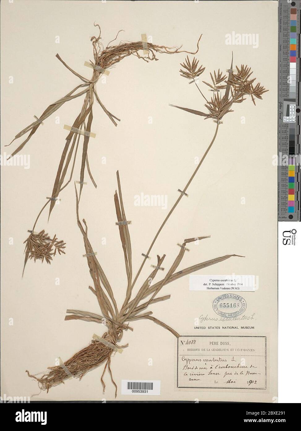 Cyperus tuber hi-res stock photography and images - Alamy