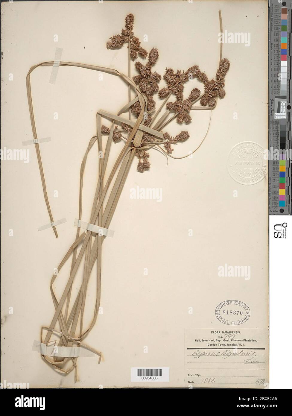 Cyperus ligularis L Cyperus ligularis L Stock Photo - Alamy