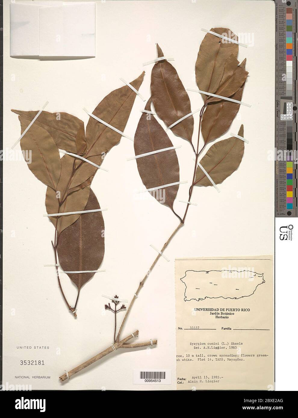 Syzygium cumini L Skeels Syzygium cumini L Skeels Stock Photo - Alamy