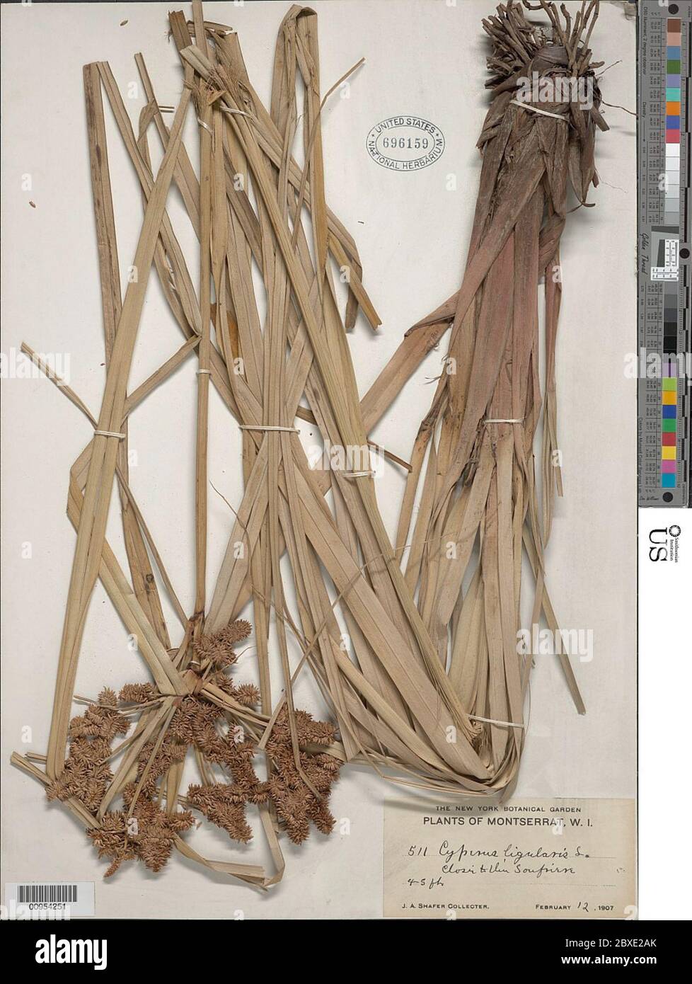 Cyperus ligularis L Cyperus ligularis L Stock Photo - Alamy