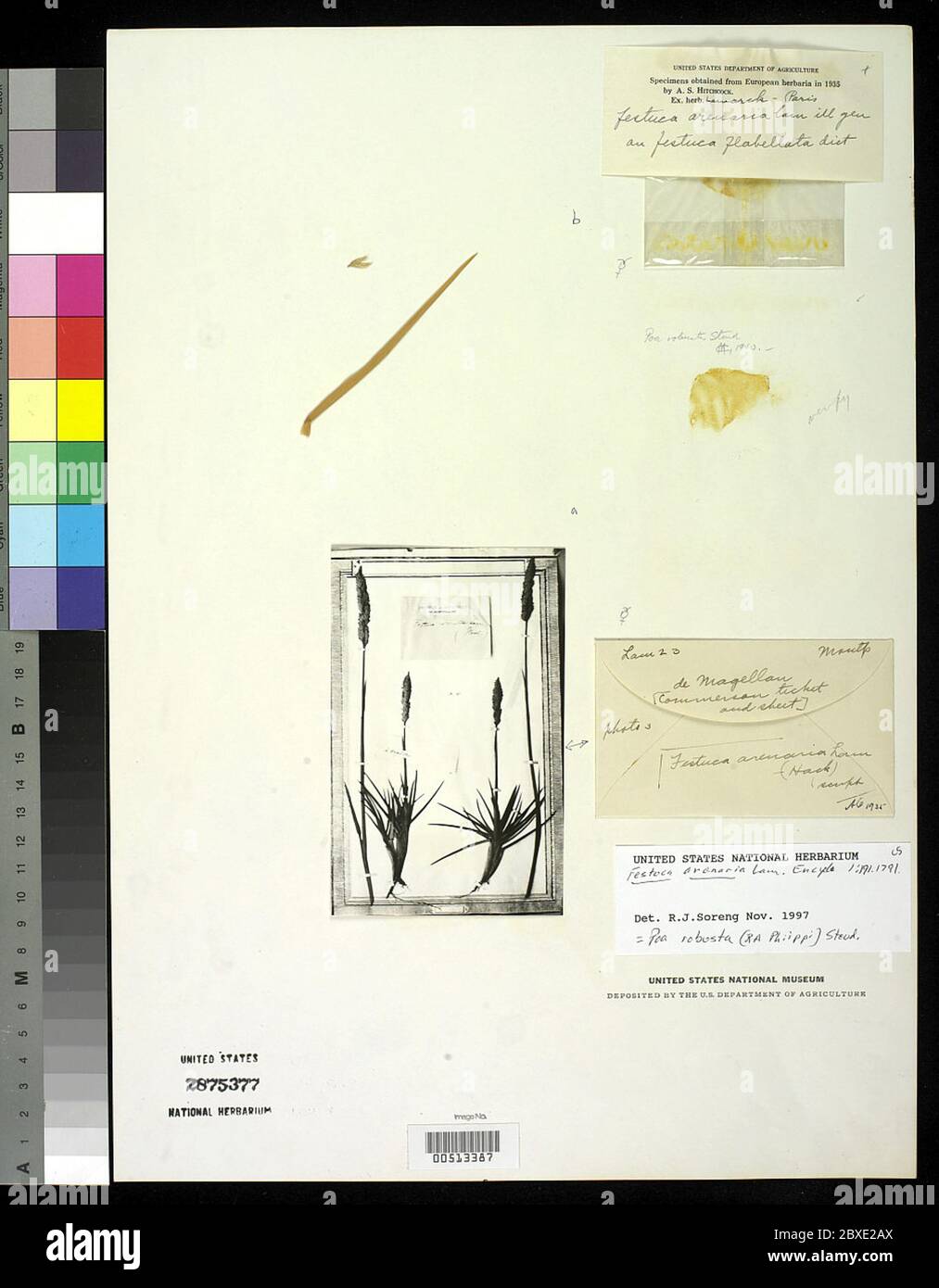 Festuca arenaria Lam Festuca arenaria Lam Stock Photo - Alamy