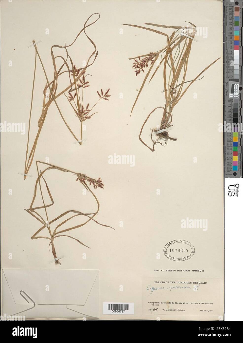 Cyperus rotundus L Cyperus rotundus L Stock Photo - Alamy