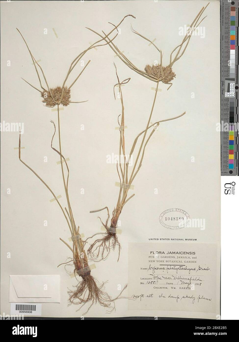 Cyperus tenuis hi-res stock photography and images - Alamy