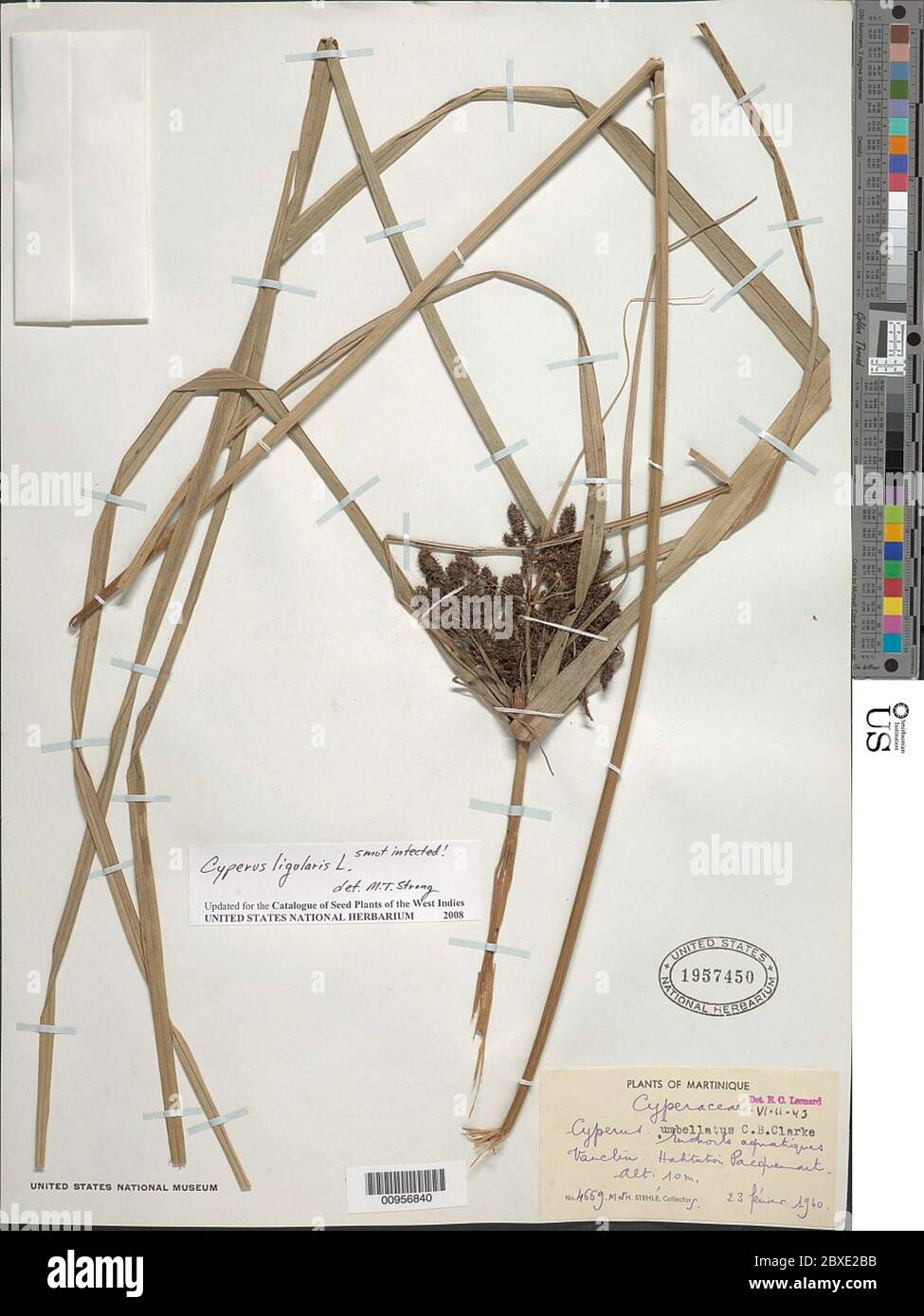 Cyperus ligularis L Cyperus ligularis L Stock Photo - Alamy