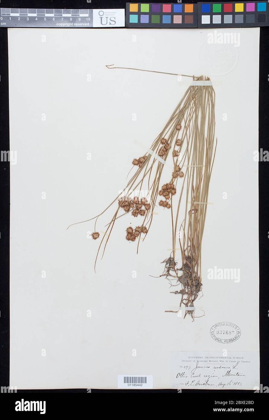 Nodosus hi-res stock photography and images - Alamy