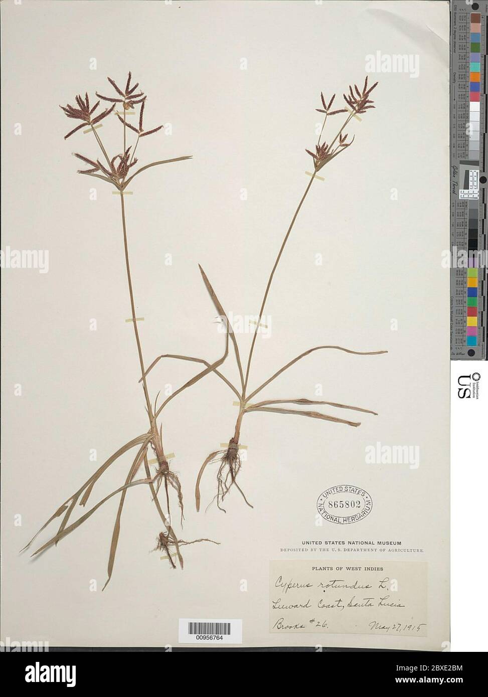 Cyperus rotundus L Cyperus rotundus L Stock Photo - Alamy