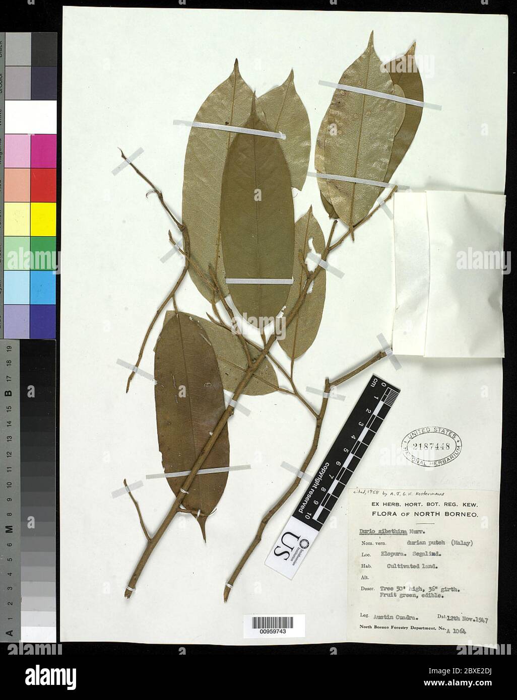 Durio zibethinus Rumph ex Murray Durio zibethinus Rumph ex Murray Stock ...