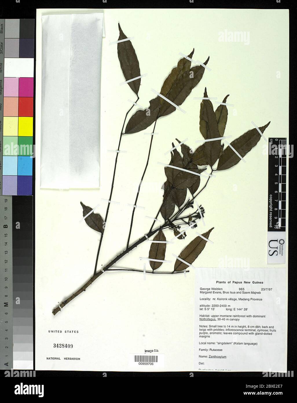 Zanthoxylum zanthoxylum sp hi-res stock photography and images - Alamy