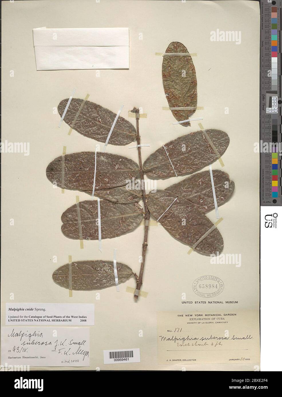 Cnide hi-res stock photography and images - Alamy