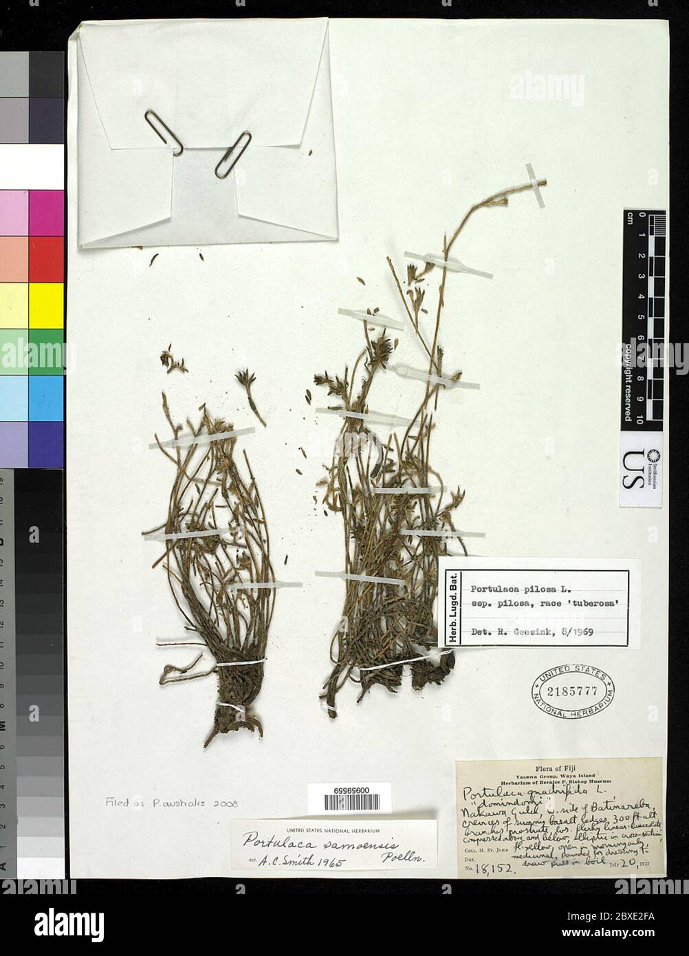 Portulaca australis Endl Portulaca australis Endl Stock Photo - Alamy