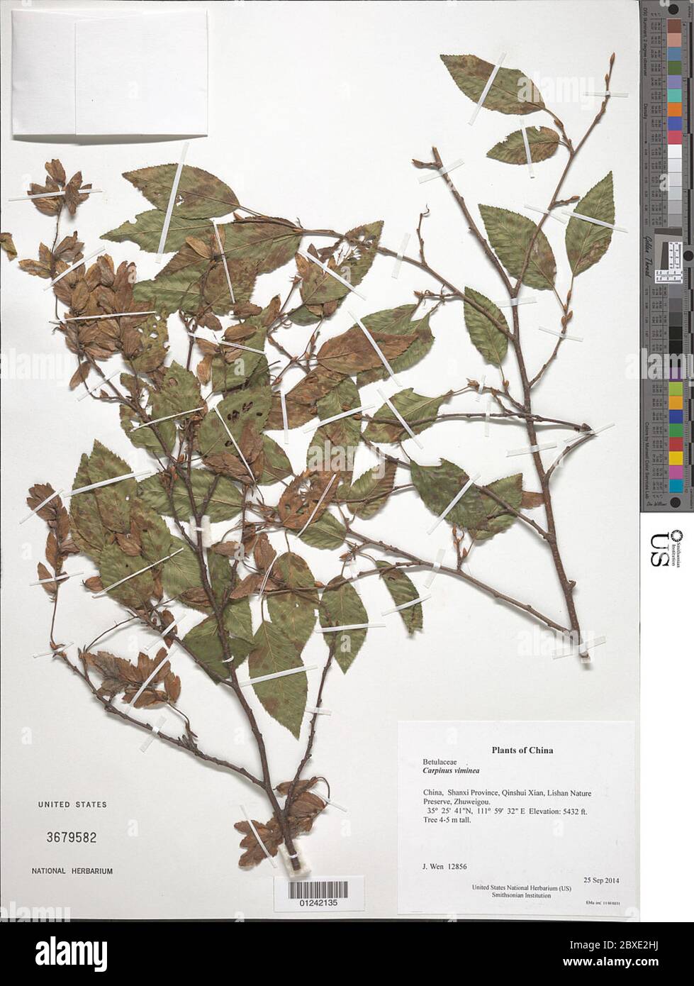 Carpinus viminea Carpinus viminea Stock Photo - Alamy