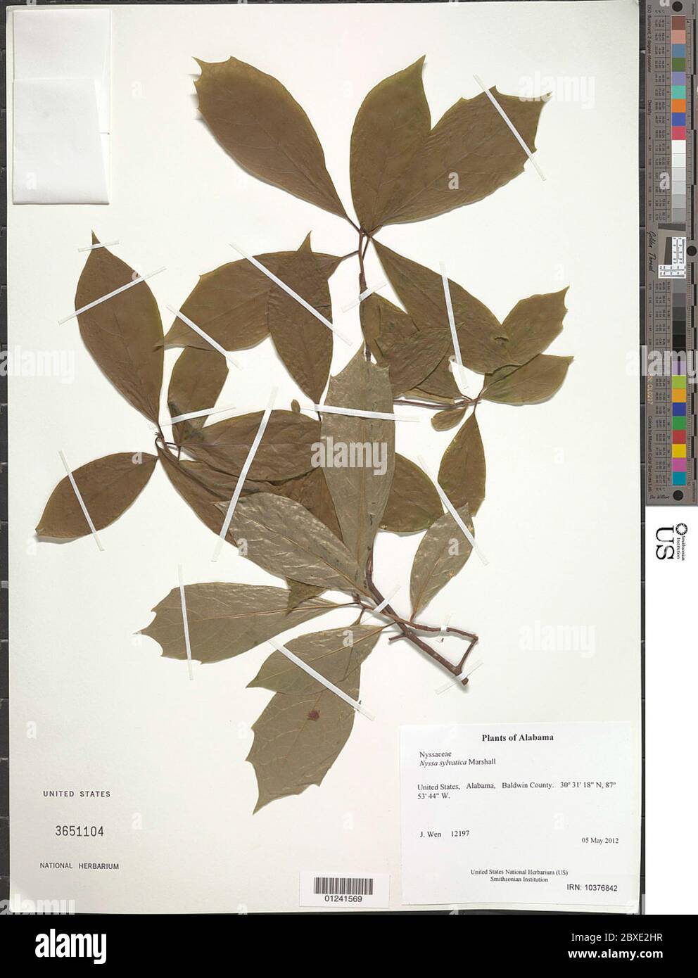 Nyssa sylvatica Marshall Nyssa sylvatica Marshall Stock Photo - Alamy