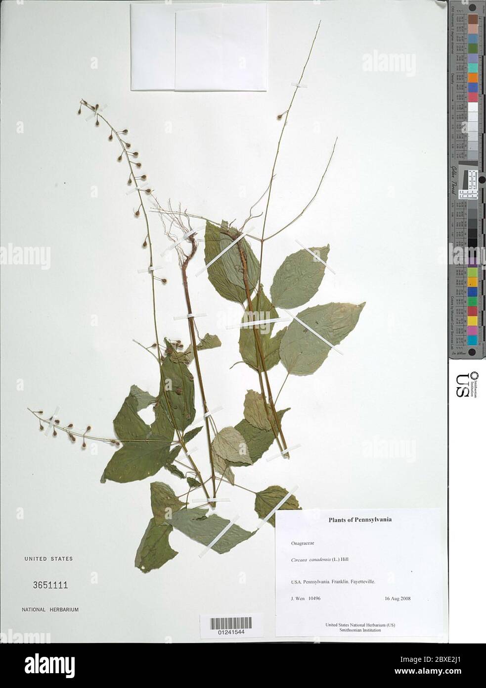Circaea canadensis L Hill Stock Photo - Alamy