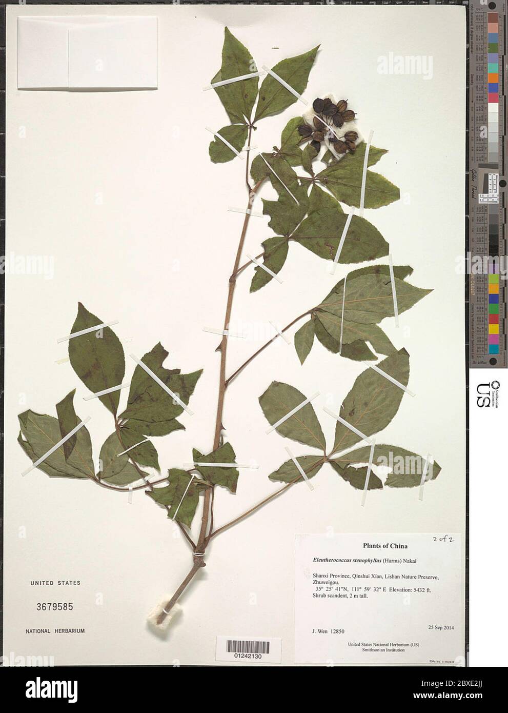 Eleutherococcus stenophyllus Harms Nakai Eleutherococcus stenophyllus ...