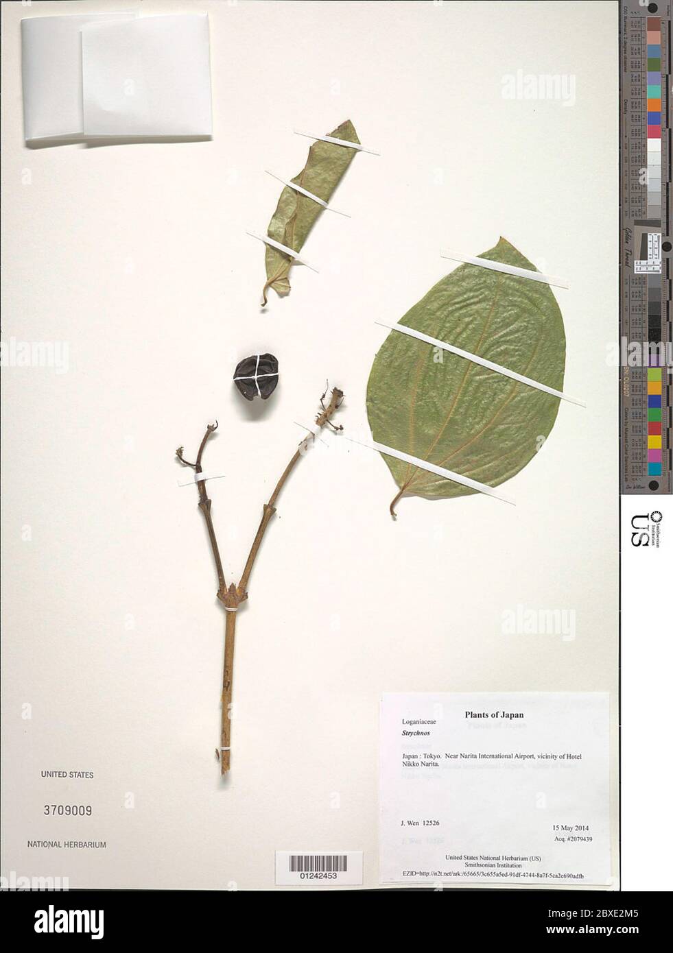 Strychnos sp hi-res stock photography and images - Alamy