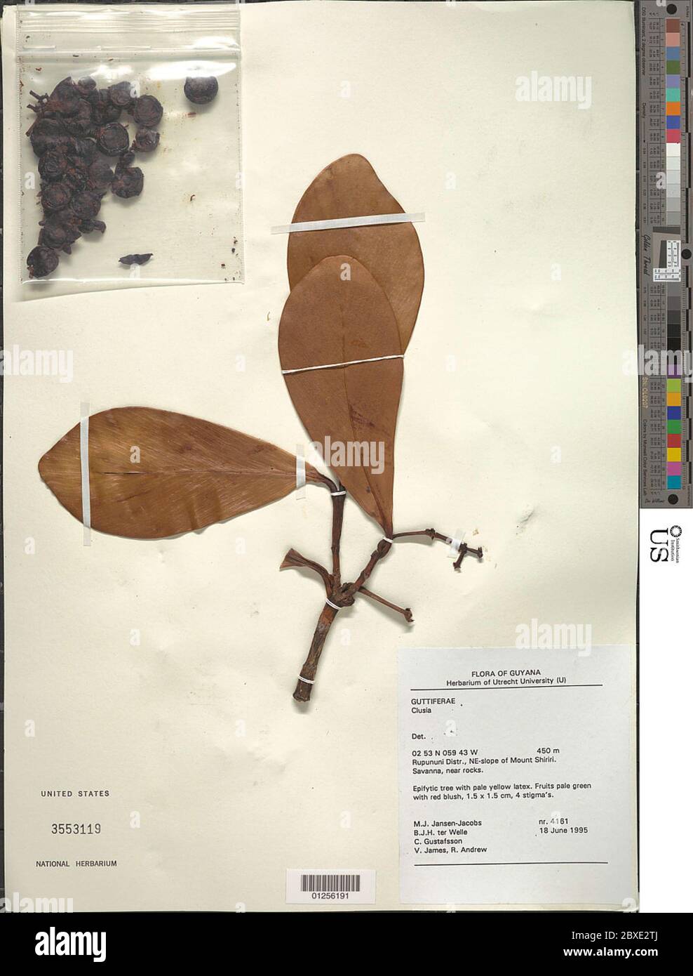 Clusia sp Clusia sp Stock Photo - Alamy