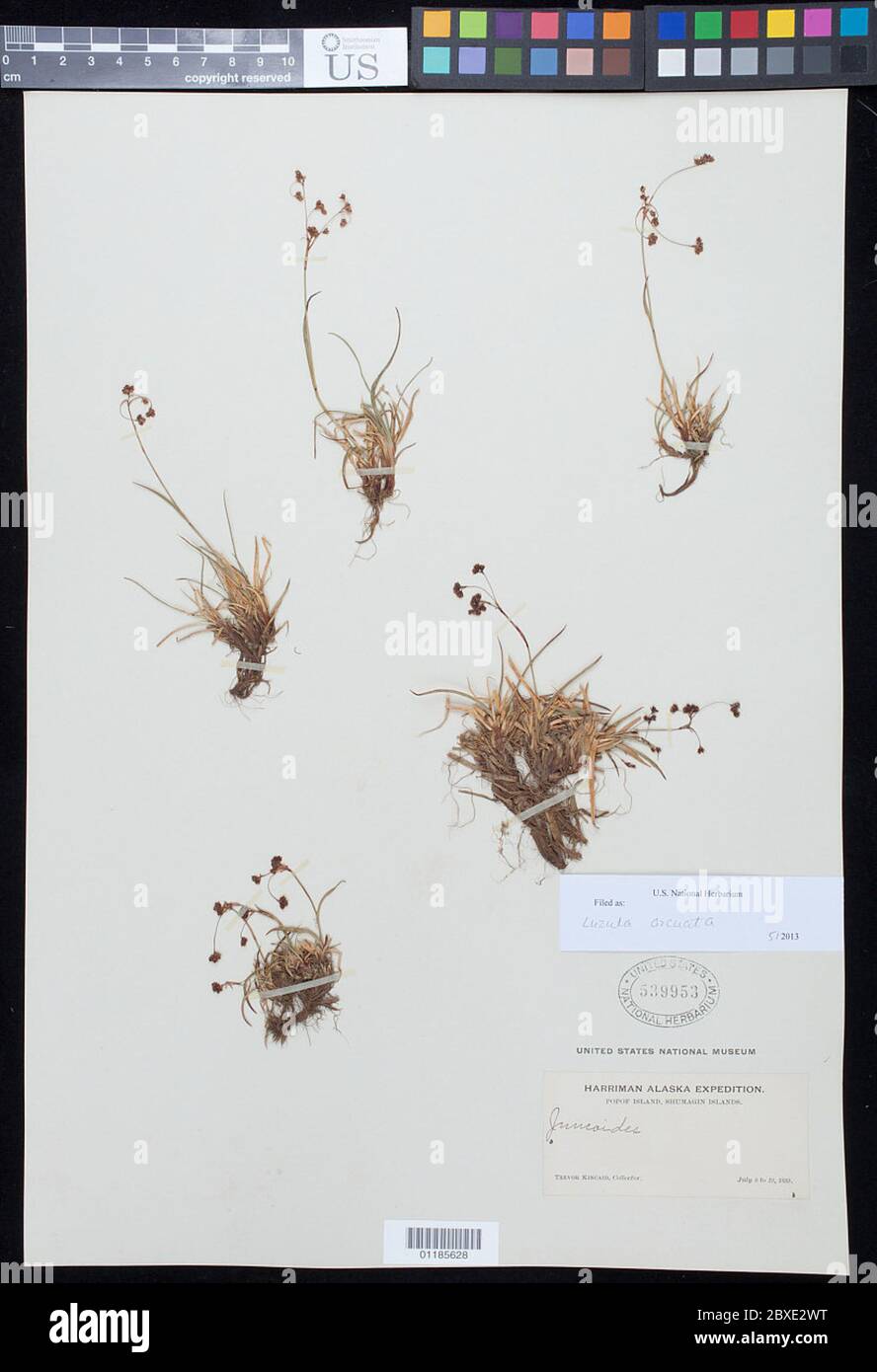 Luzula arcuata hi-res stock photography and images - Alamy