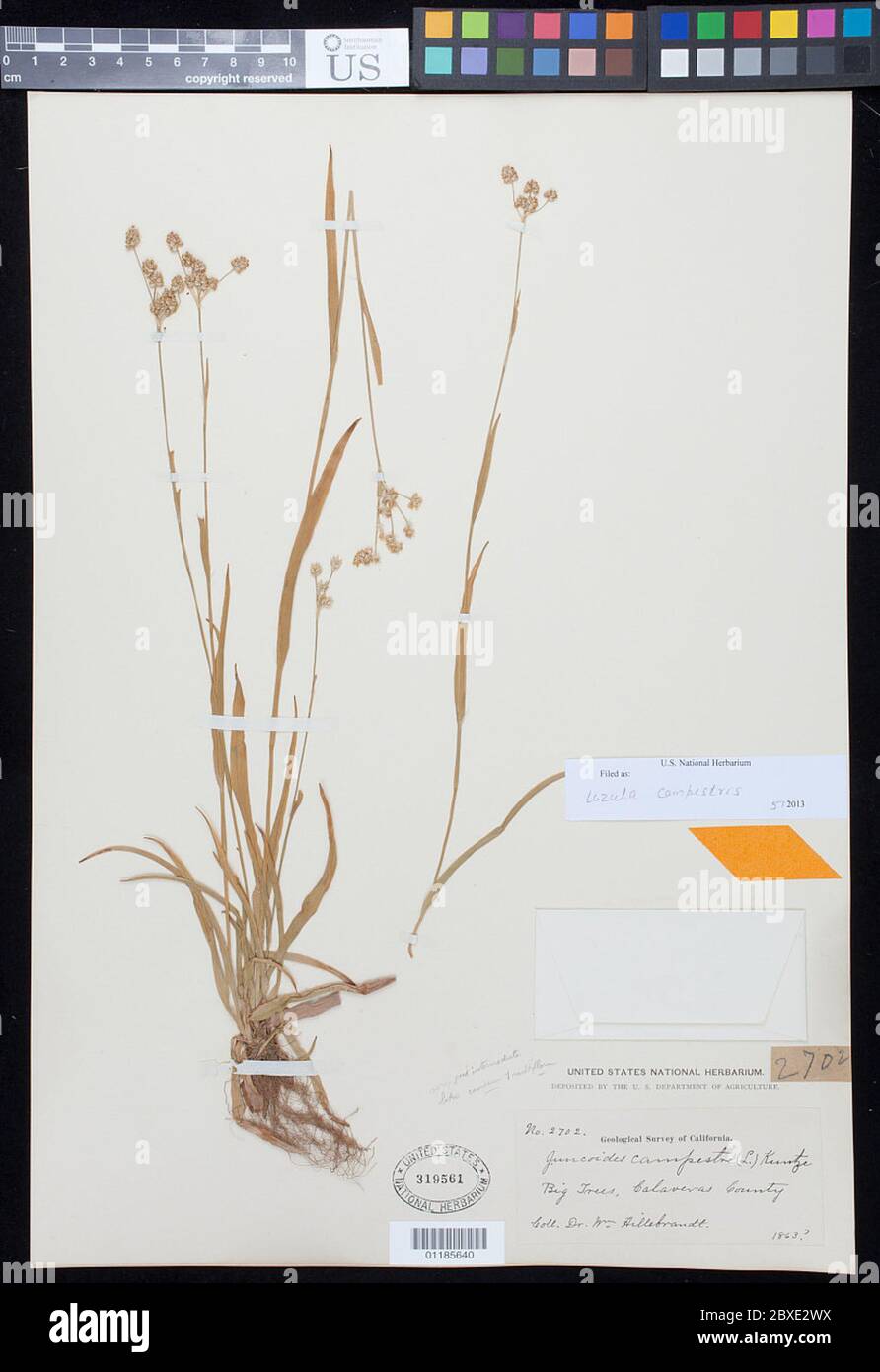 Luzula campestris L DC Luzula campestris L DC Stock Photo - Alamy