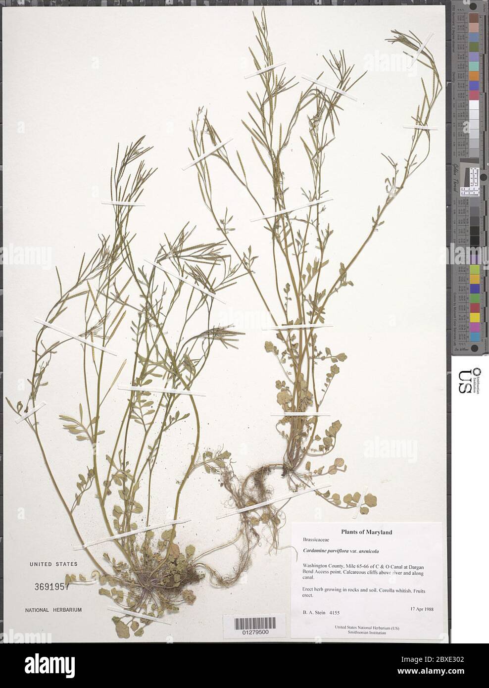 Cardamine parviflora var arenicola Cardamine parviflora var arenicola ...