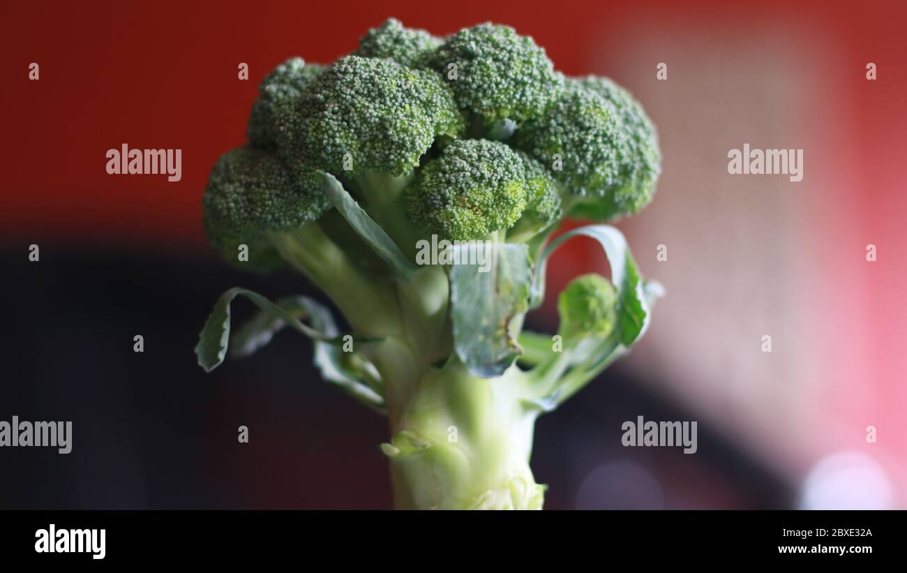 Fresh broccoli from the garden on blur background Stock Photo - Alamy